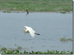 Nature Magnified: The Birds of Kerala - A Collection